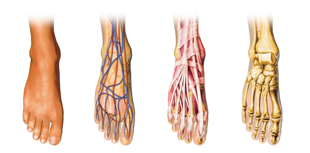 Foot Health And General Well being Understanding Preventing And